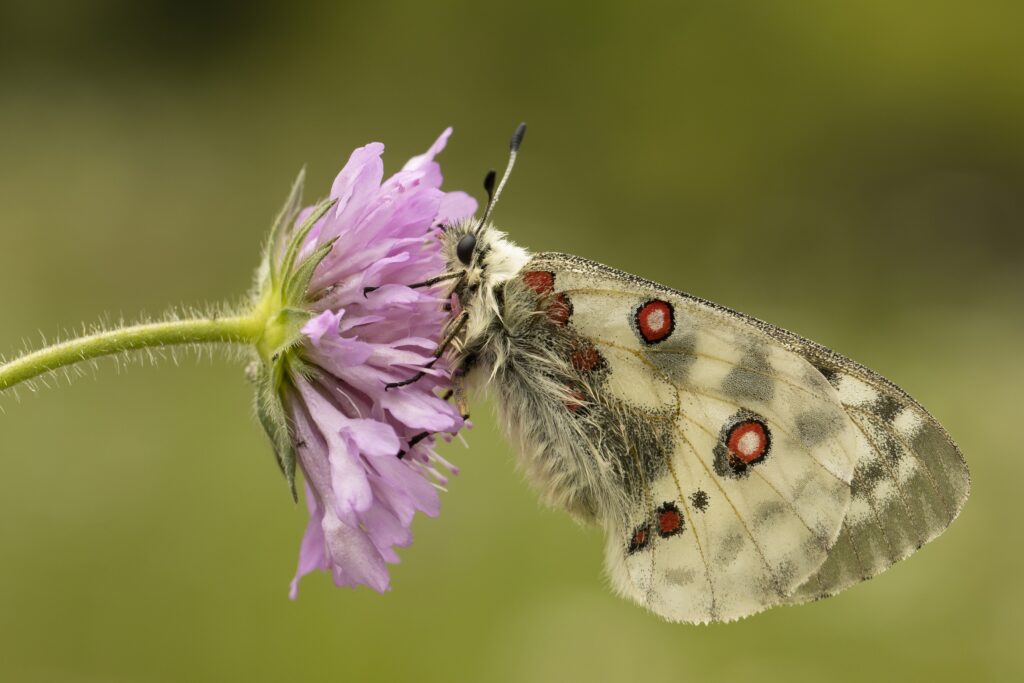 Dagvlinders zoeken in de Aosta vallei - Goldcrest Nature Tours