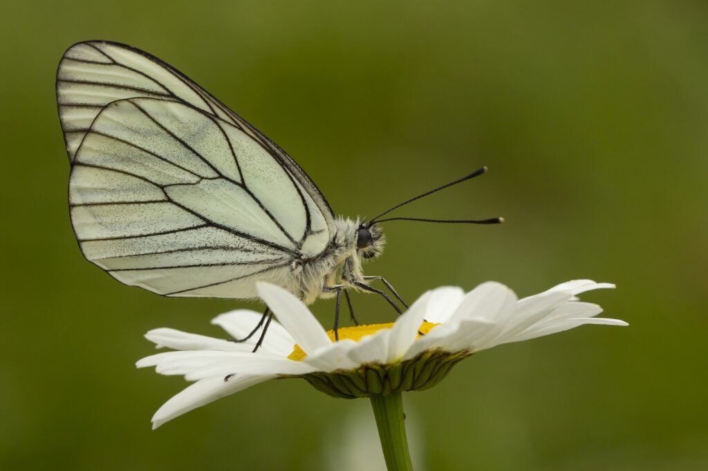 Vlinderen in de Viroinvallei- Tourinformatie - Goldcrest Nature Tours